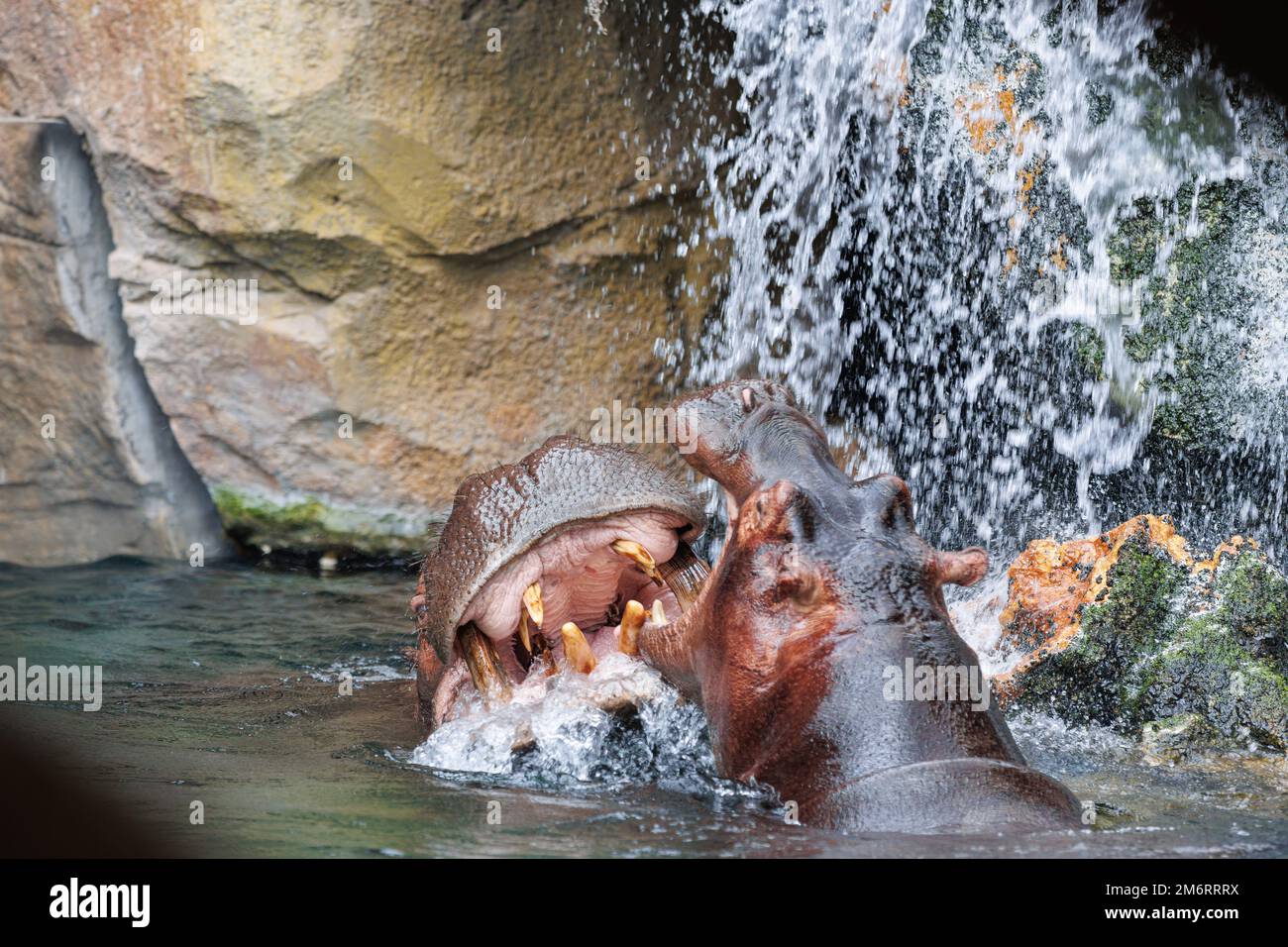 Two Hippos Playing with each Other immersed in Water opening their ...