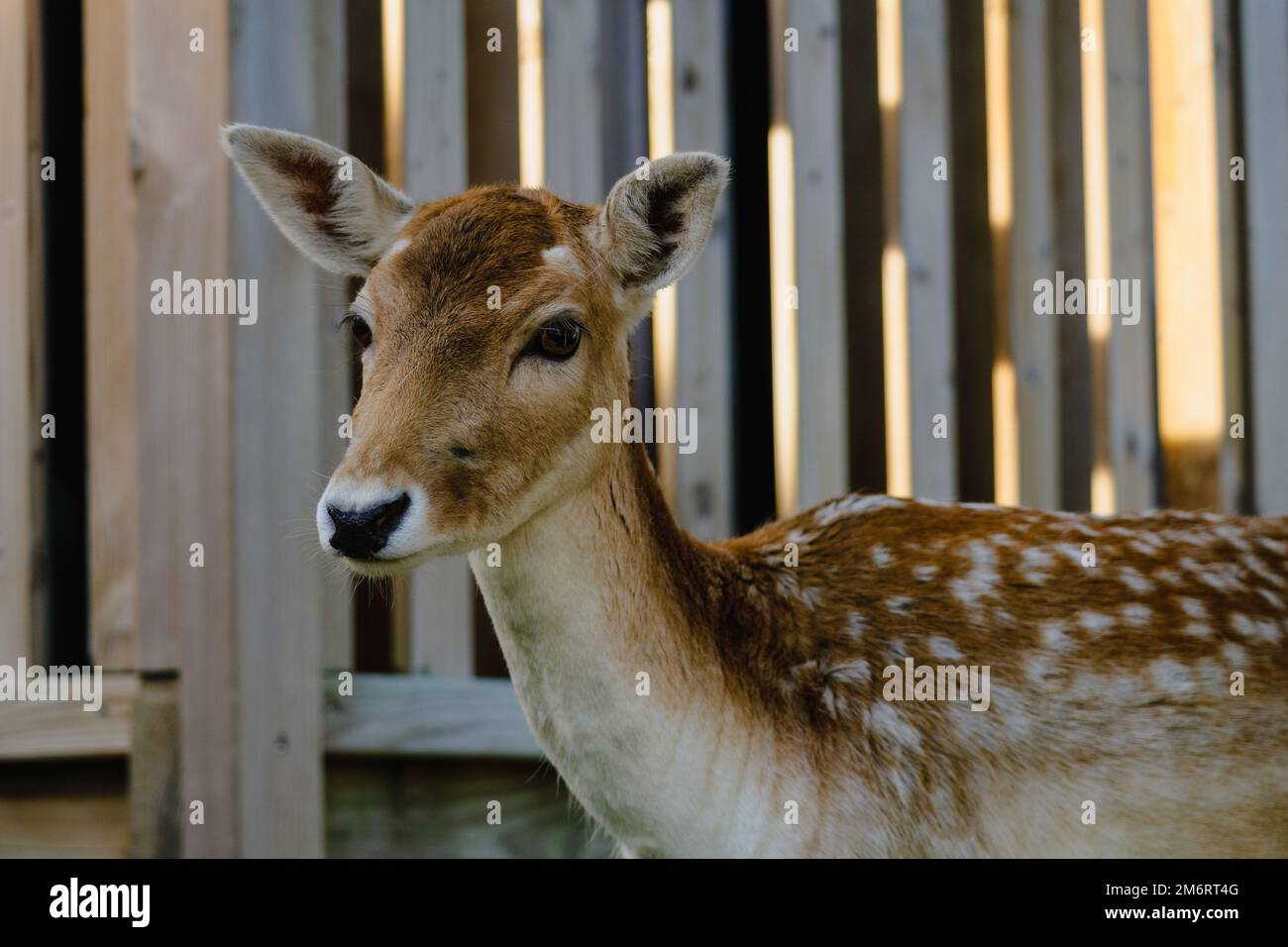 Close up deer eye ear hi-res stock photography and images - Alamy