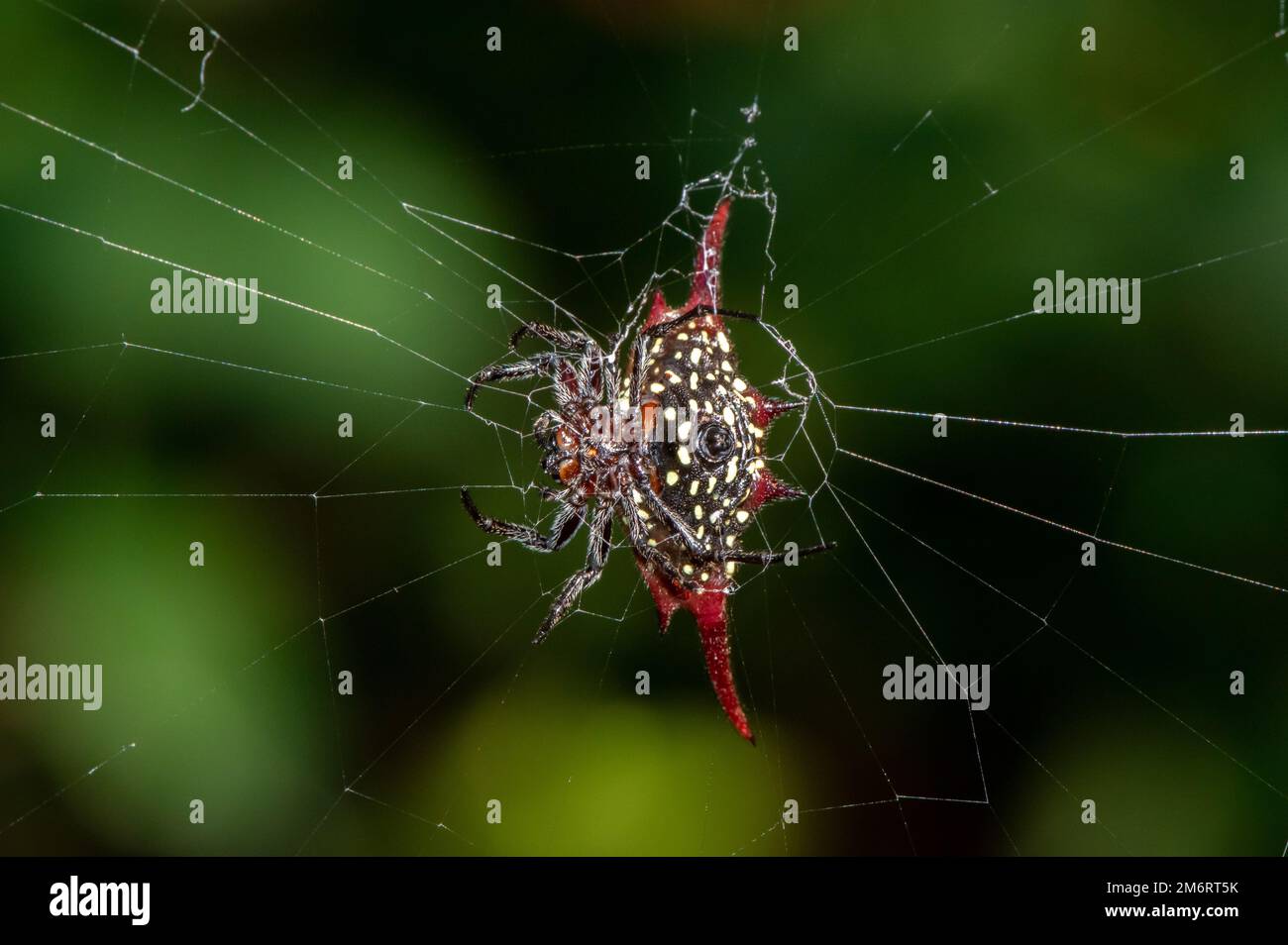 Longhorn Kitespider (Gasteracantha milvoides Stock Photo - Alamy