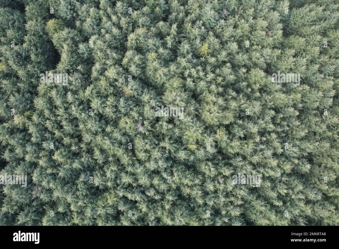 An aerial top view of green forest trees in rural Manali, India Stock ...