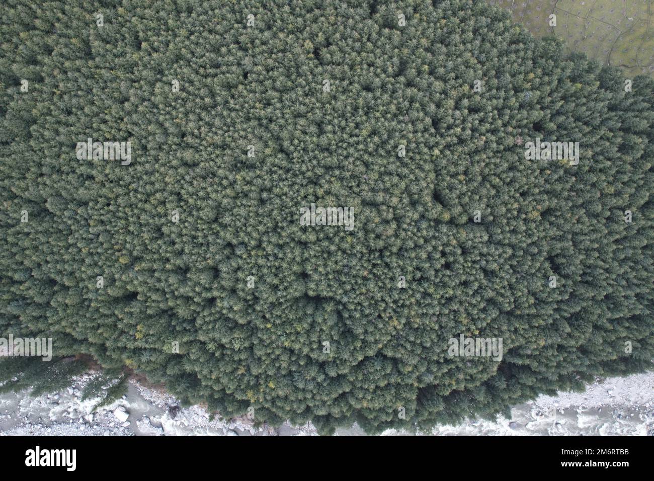 An aerial top view of green forest trees in rural Manali, India Stock ...