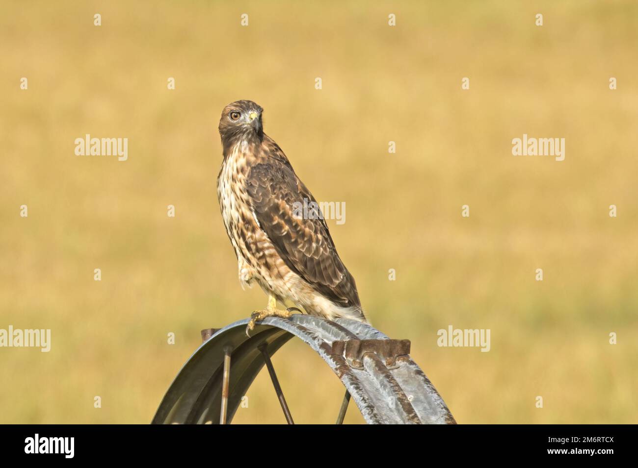 Eye food hi-res stock photography and images - Alamy