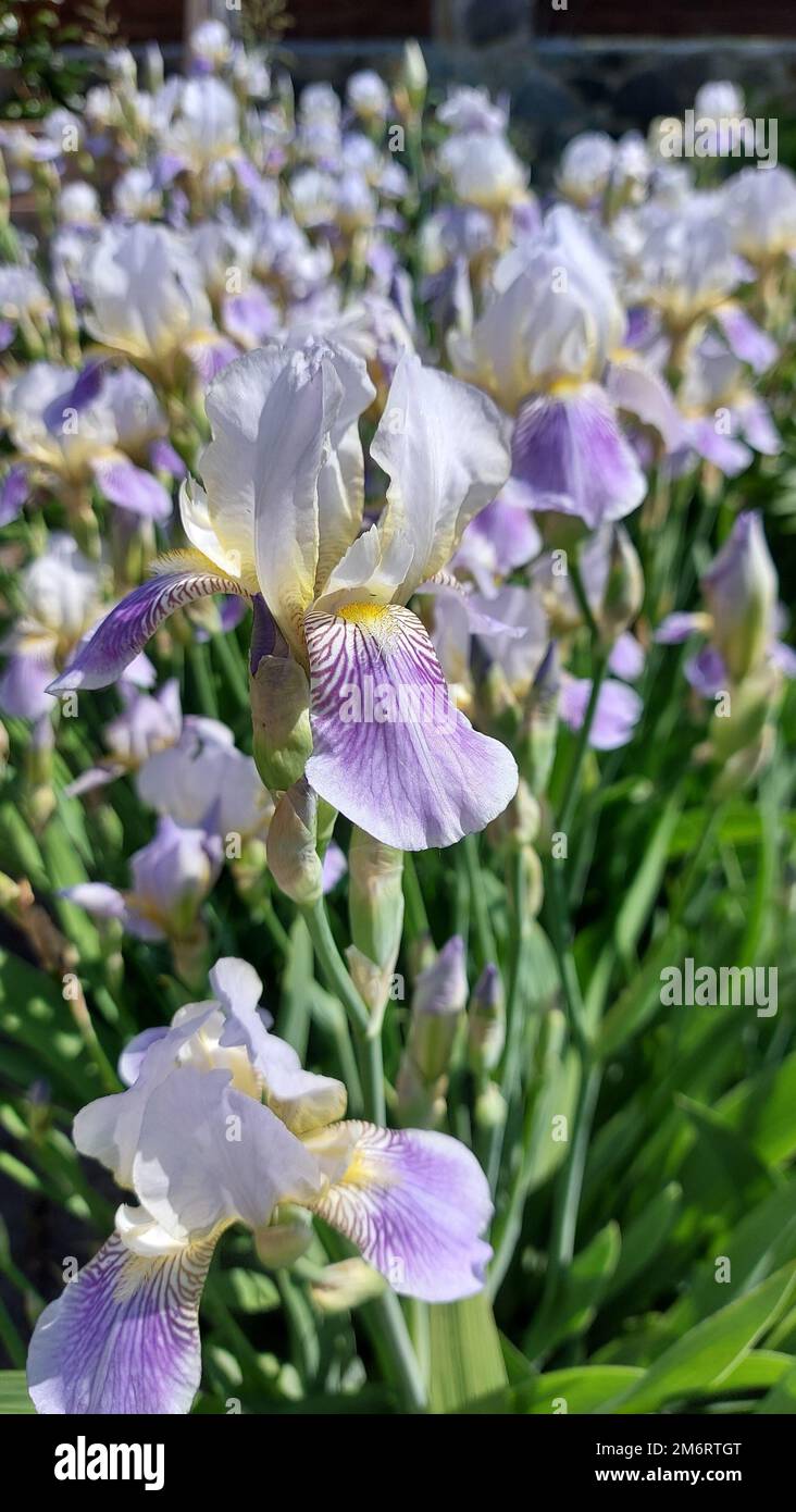 Irises are wonderful garden plants. The word Iris means rainbow. Irises ...
