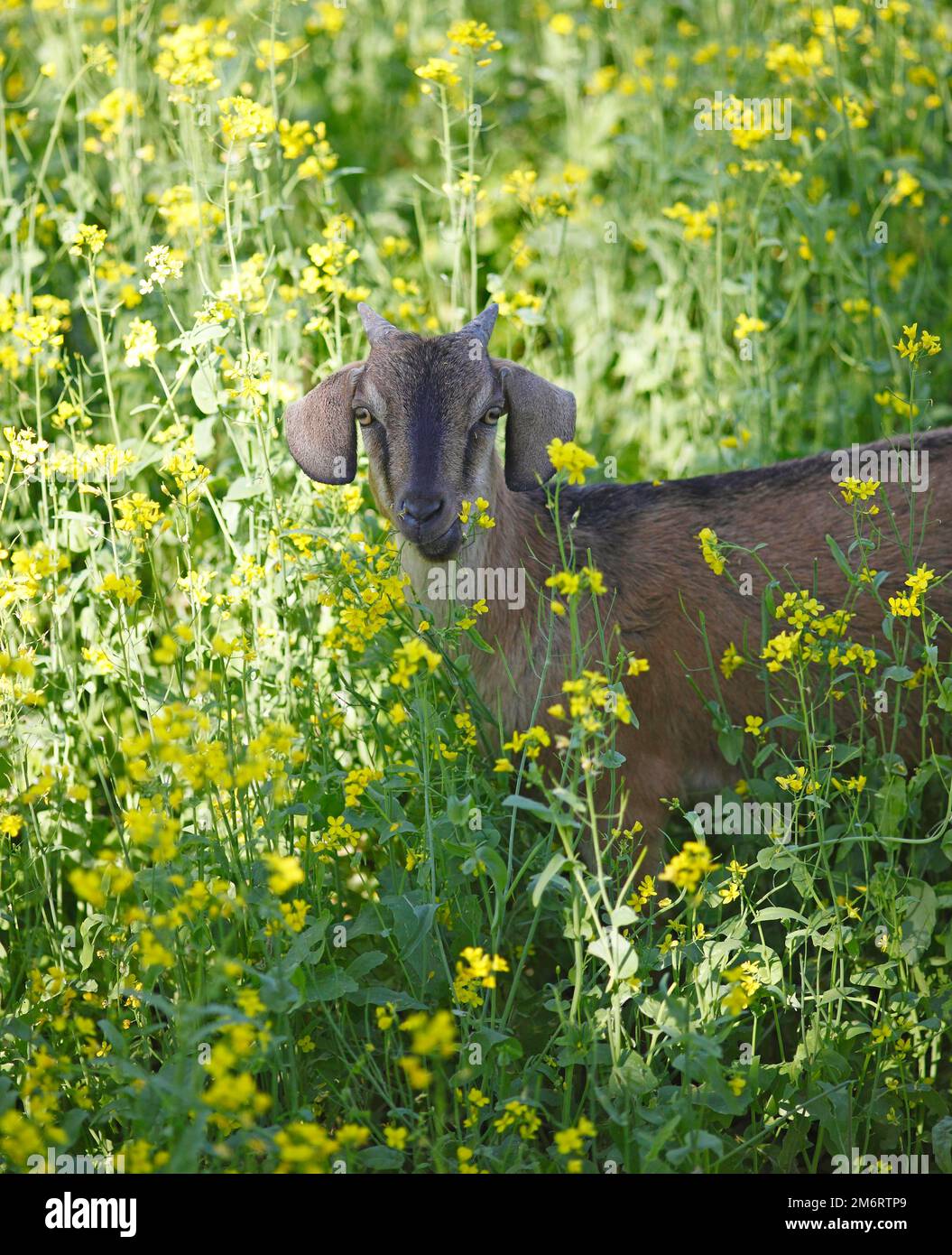 Goat (Capra) in a rape field, Kafalchur valley, Nagarkot, Bagmati ...