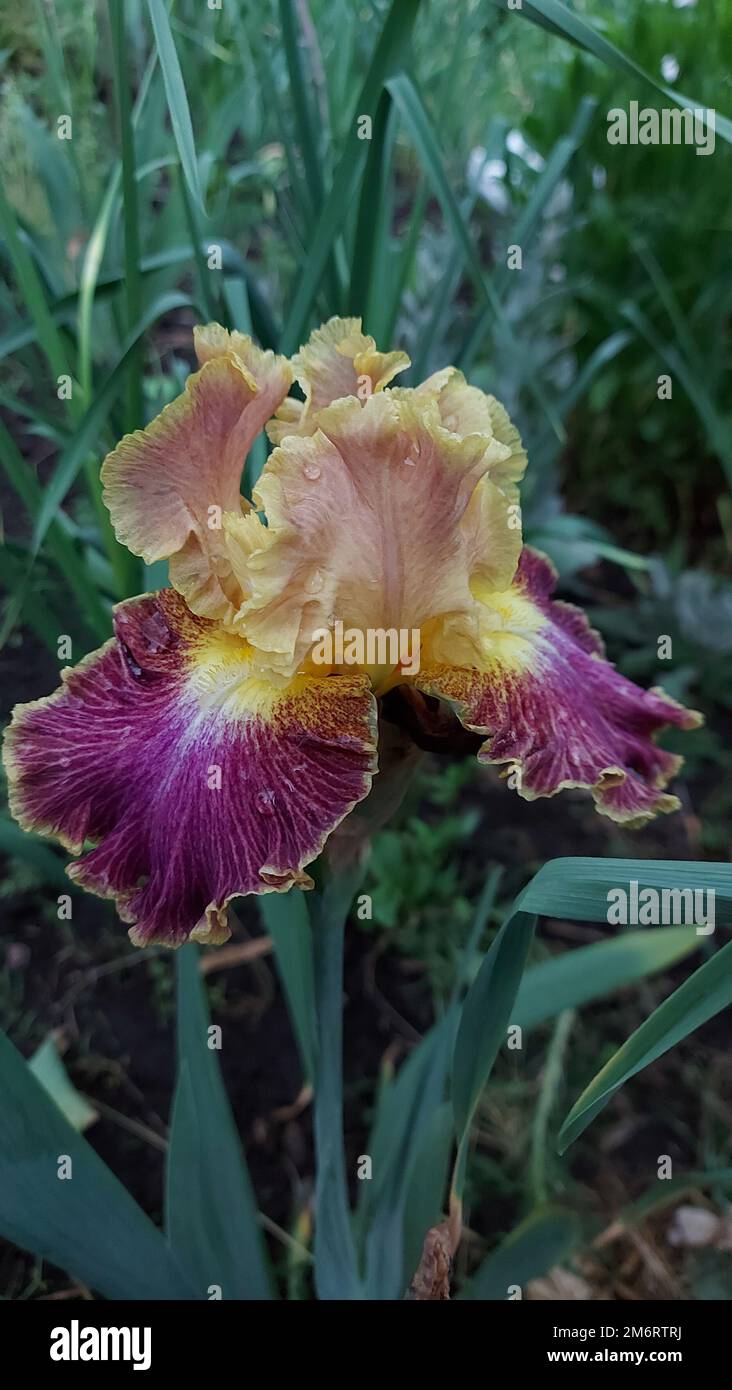 Bright background rainbow colored flower hi-res stock photography and ...