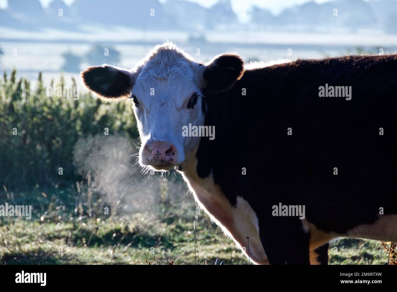 Cow in a Field with a White Face and breath on the cold air Stock Photo ...