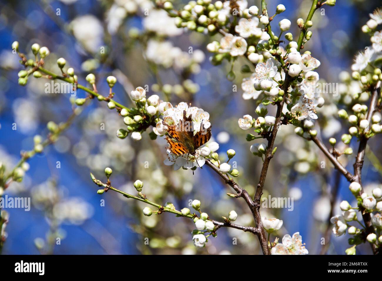 White comma butterfly hi-res stock photography and images - Alamy