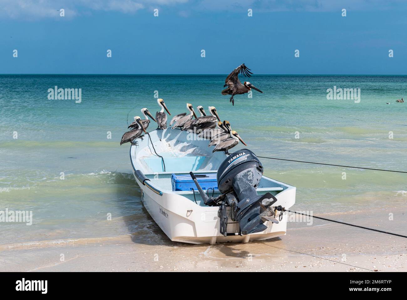 Pelican sitting hi-res stock photography and images - Alamy