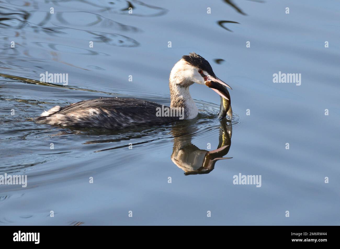 Great Crested Grebe in winter plumage with a freshly caught fish ...