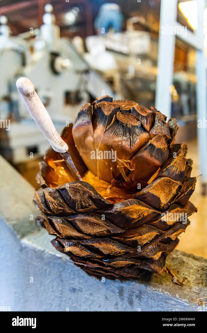 Burned blue Agave, Tequila Factory La Cofradia, Unesco site Tequila ...