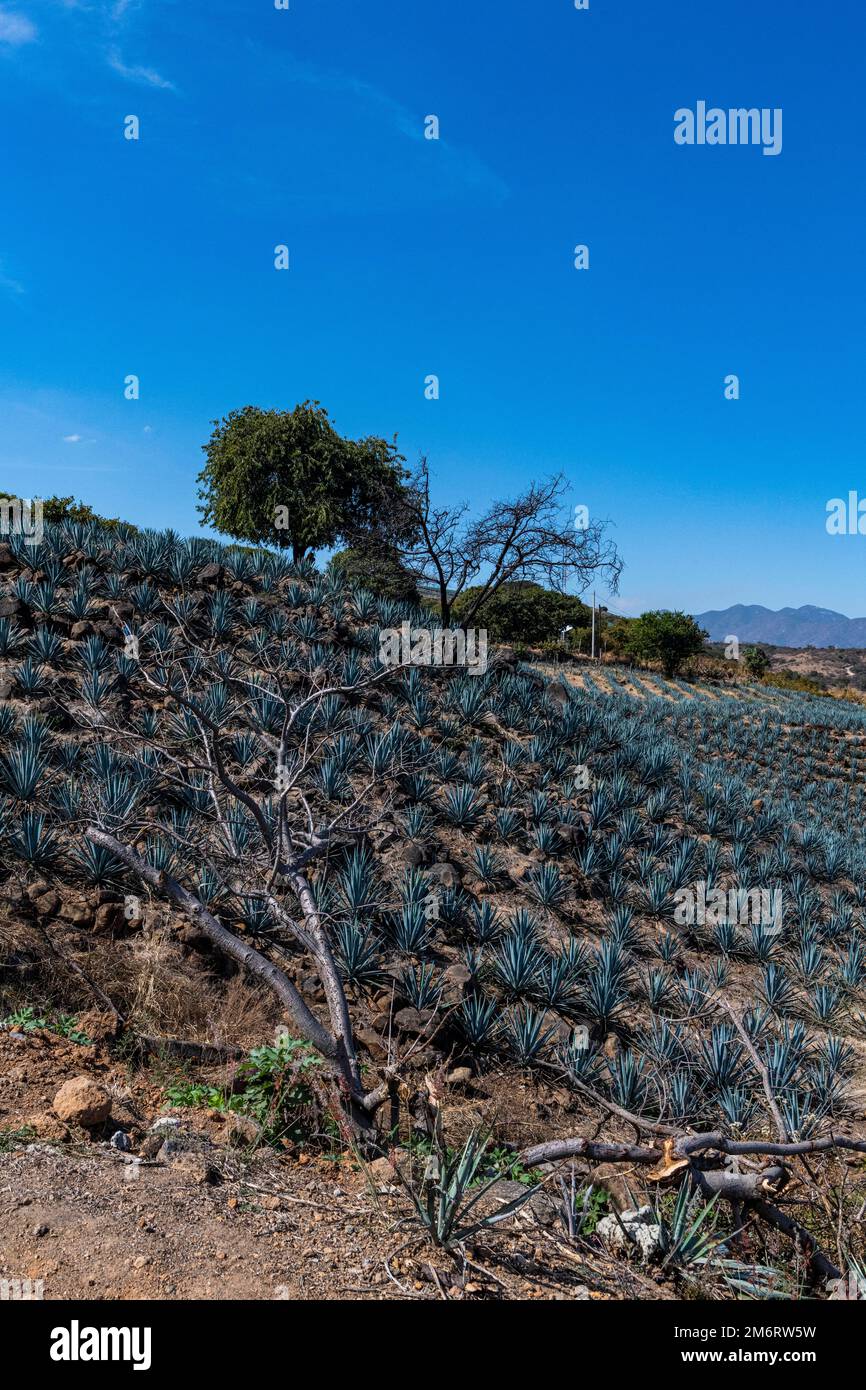 Blue Agave field, Unesco site Tequila, Jalisco, Mexico Stock Photo - Alamy