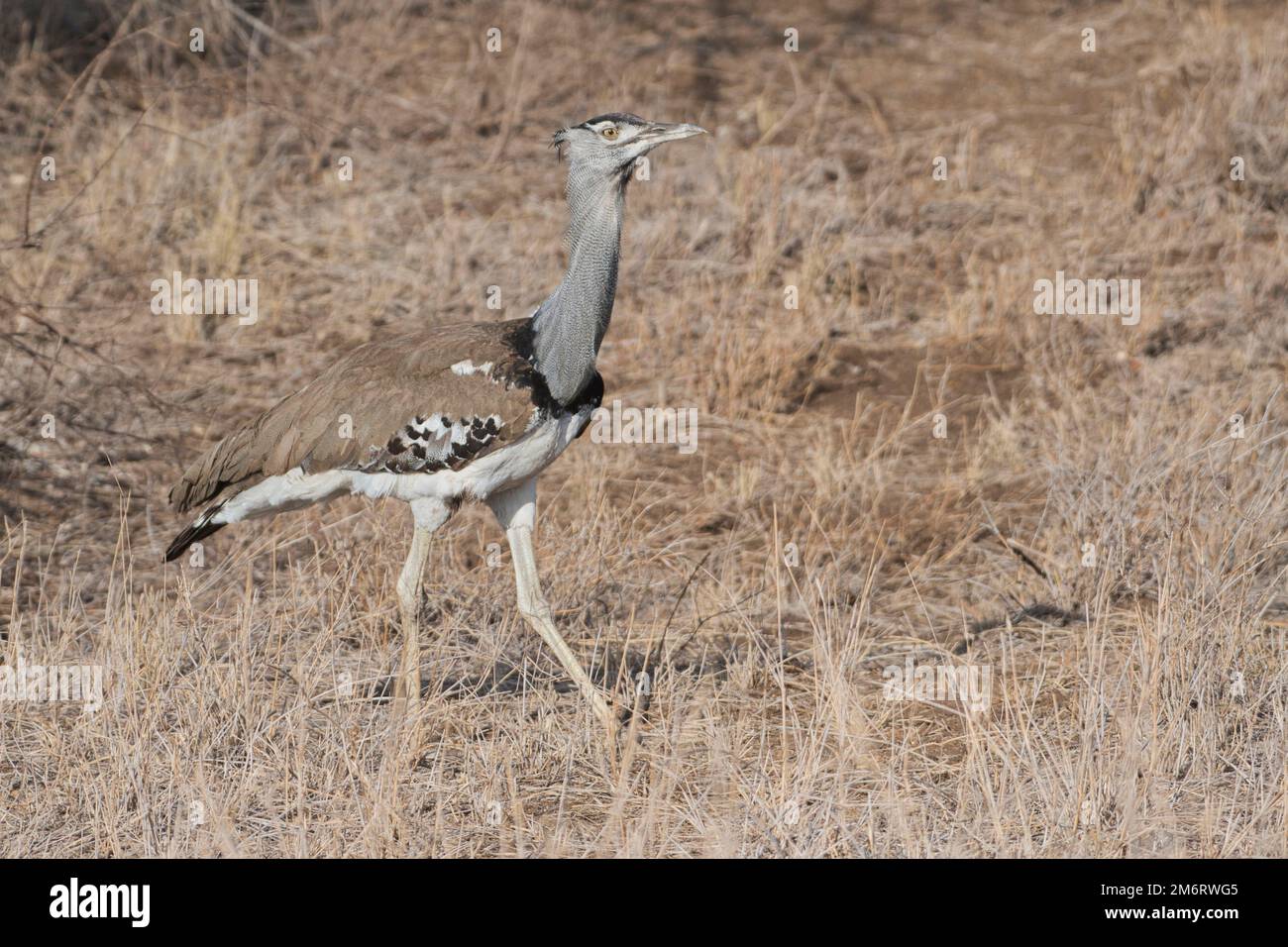 Kori bustard (Ardeotis kori), the adult male is Africa's heaviest ...
