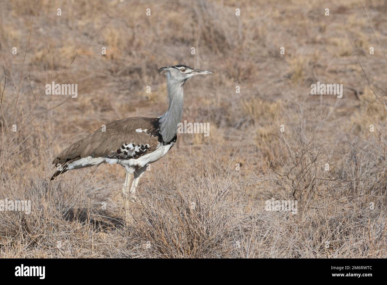 Kori bustard (Ardeotis kori), the adult male is Africa's heaviest ...