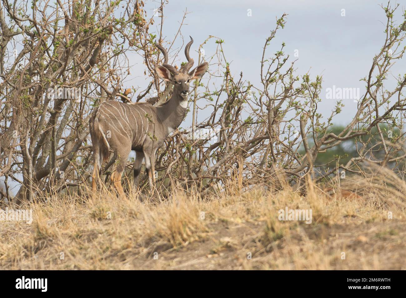 Male lesser kudu (Tragelaphus imberbis) browsing on newly-open leaves ...