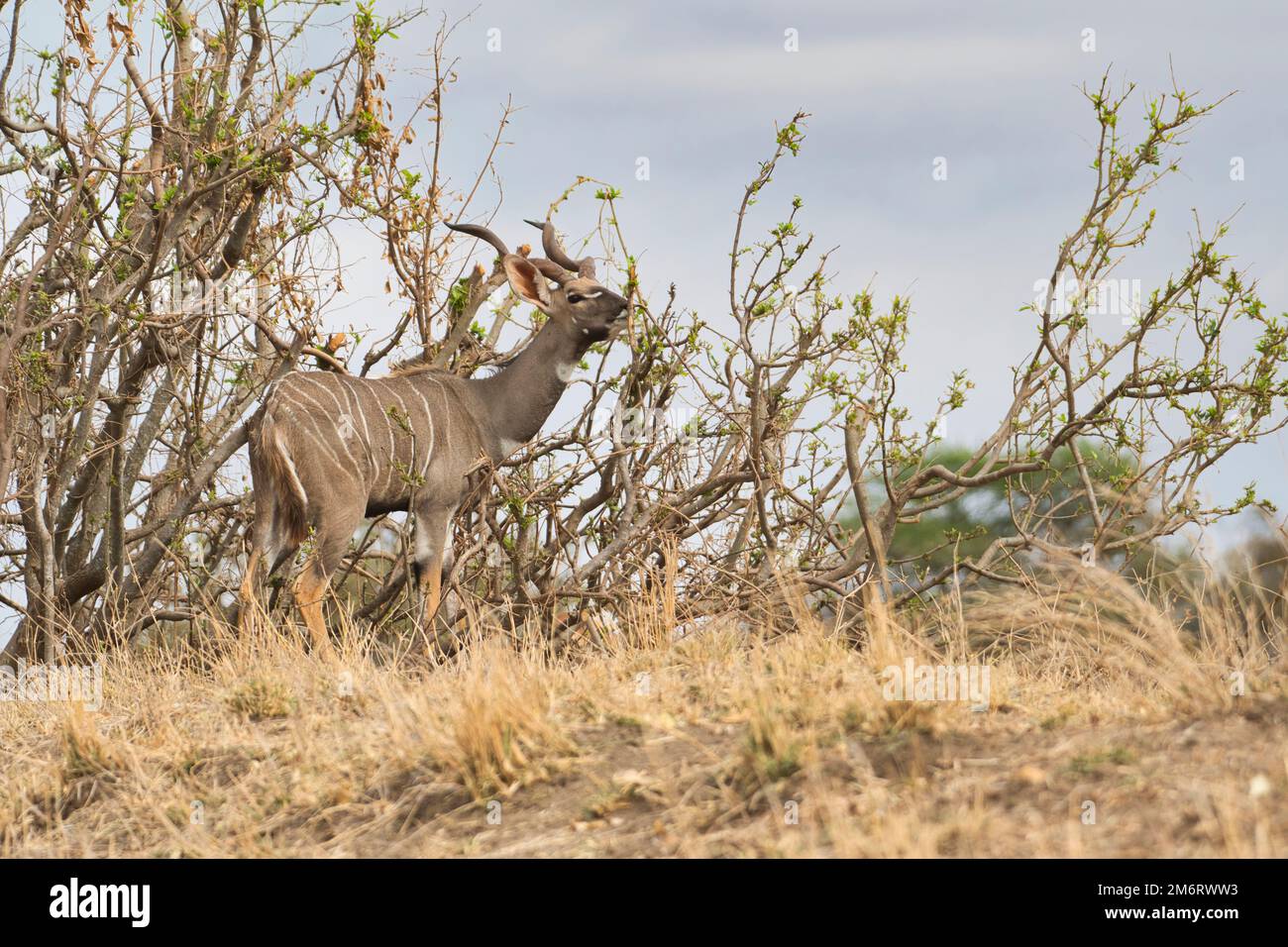 Male lesser kudu (Tragelaphus imberbis) browsing on newly-open leaves ...
