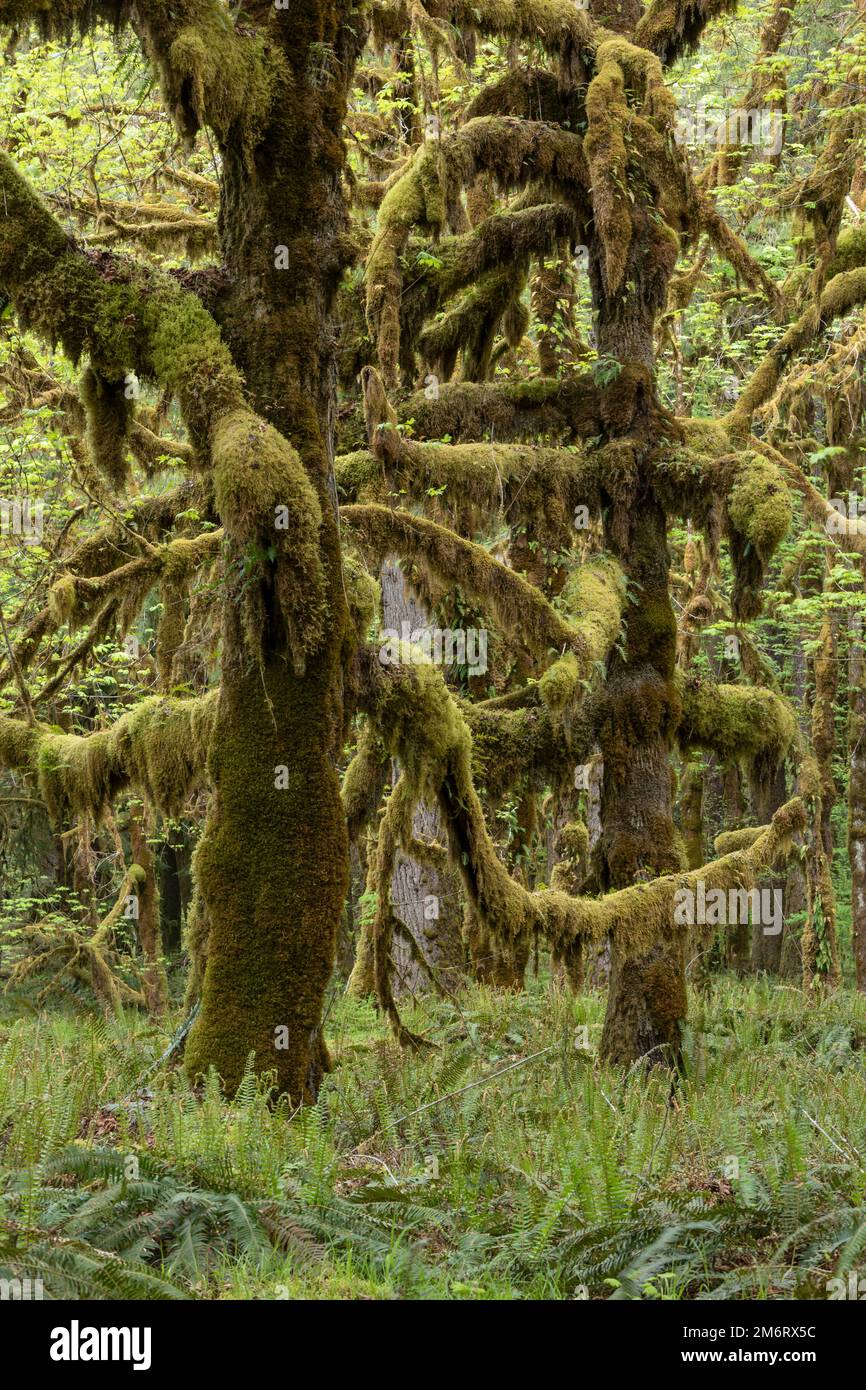 River in green rain forest hi-res stock photography and images - Alamy