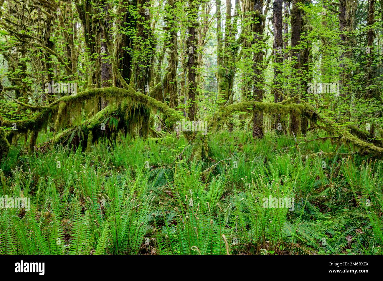 WA20860-00..... WASHINGTON - Rainforest along the Maple Glade ...