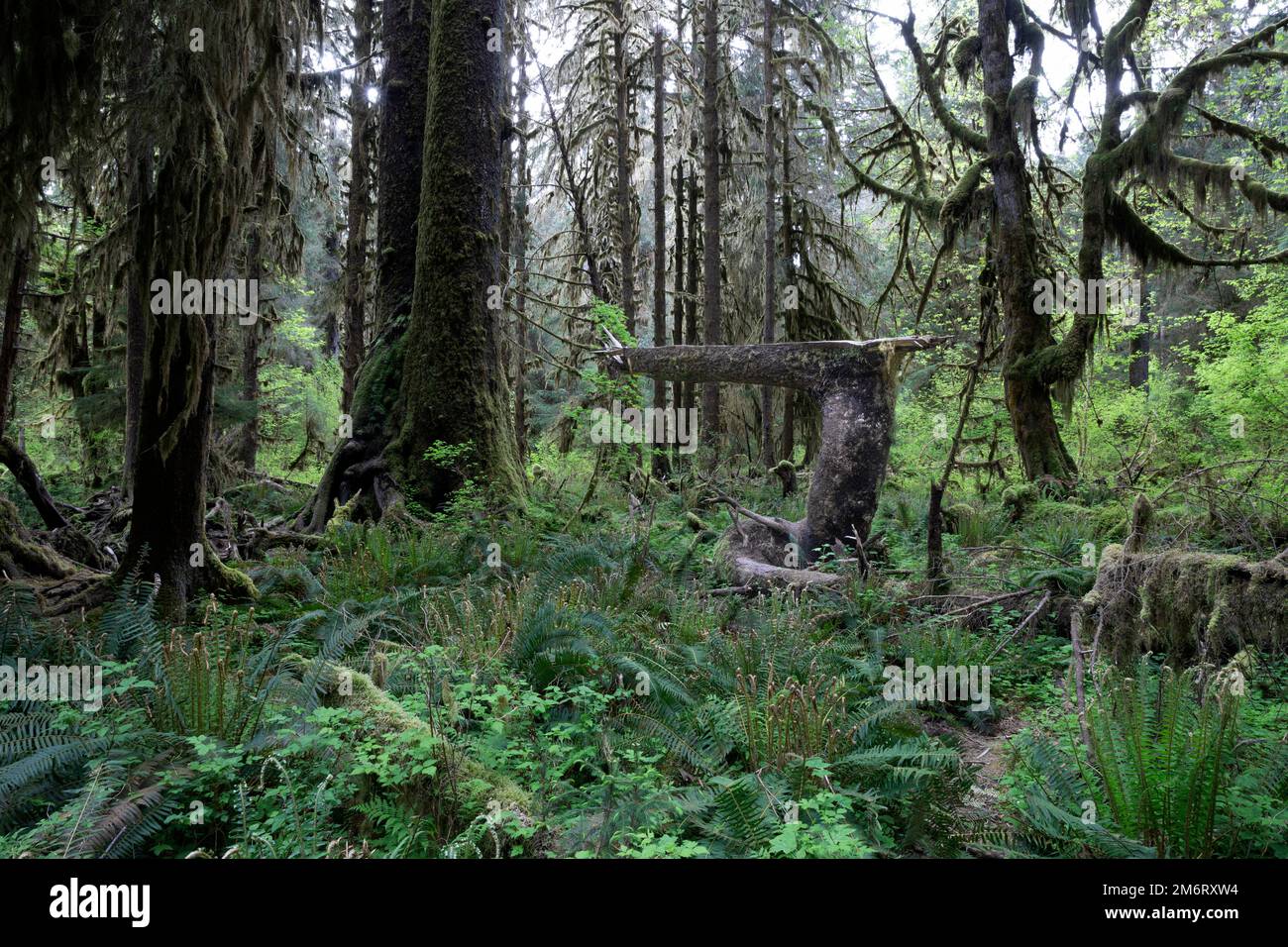 WA20871-00..... WASHINGTON - Broken branch in the Hoh Rainforest ...