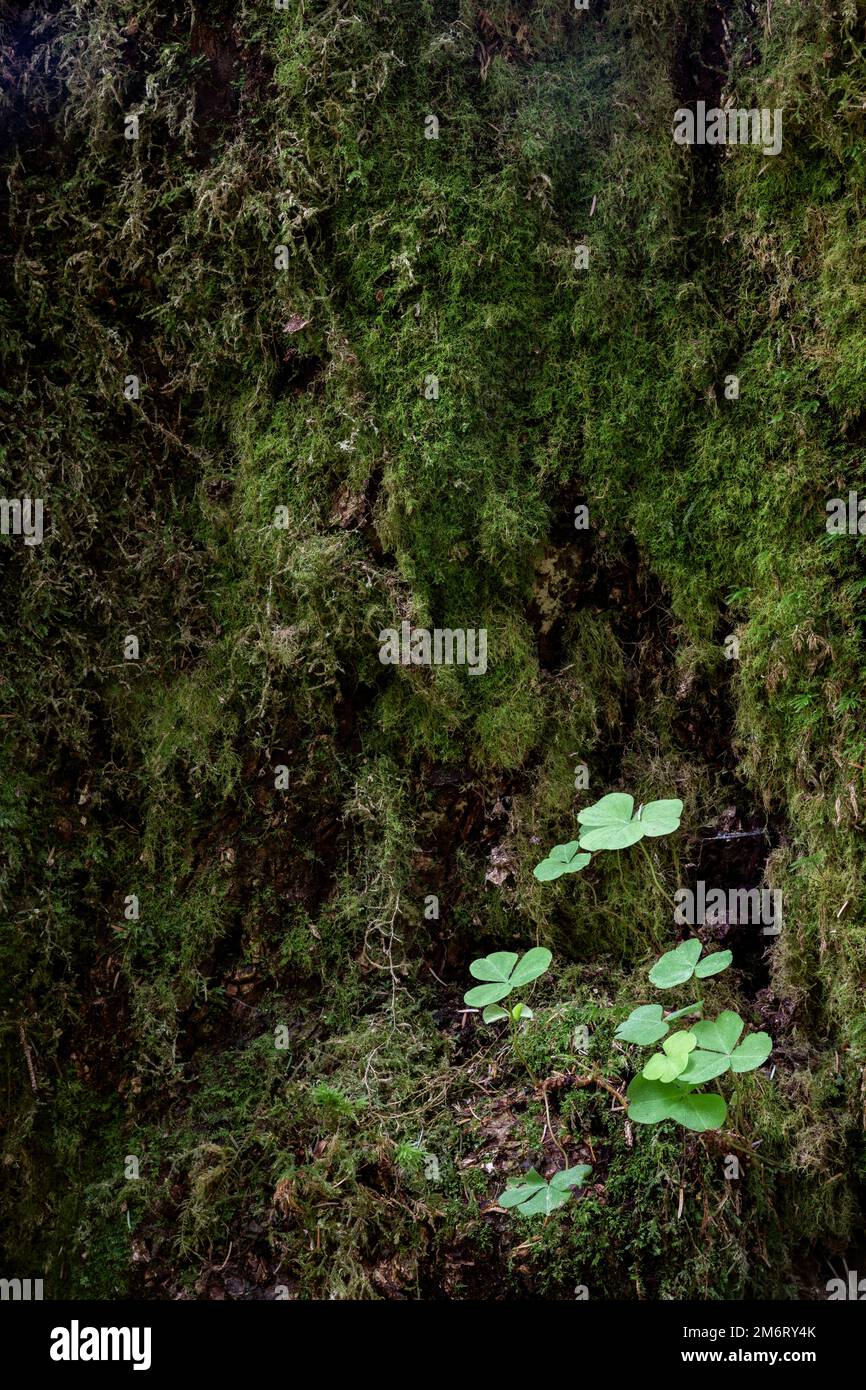 WA20875-00..... WASHINGTON - Oregon wood sorrel (oxalis oregana) on a ...