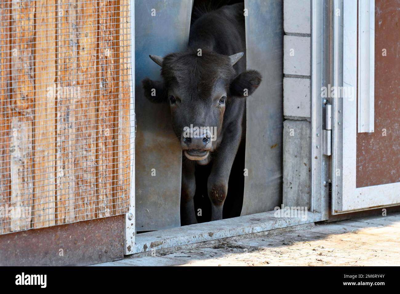 Dahomey cattle hi-res stock photography and images - Alamy