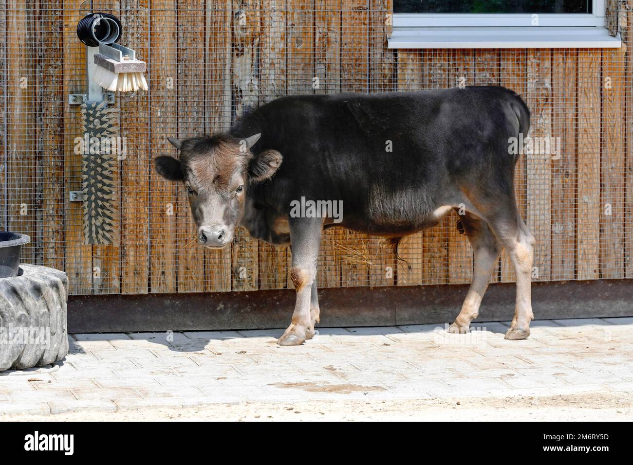 Dahomey cattle hi-res stock photography and images - Alamy