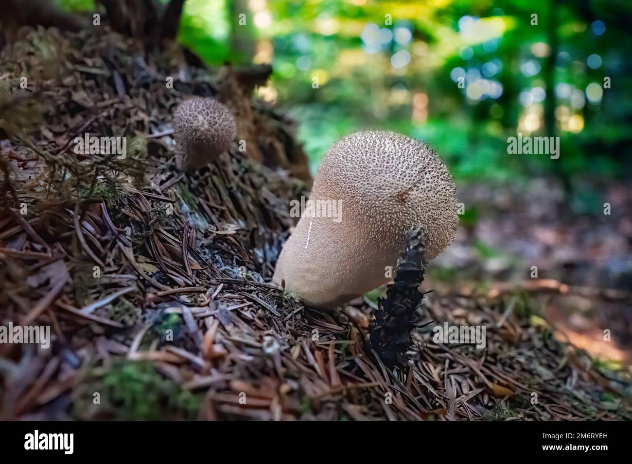 Common puffball mushroom, (Lycoperdon perlatum) seen in Abbeyford Woods ...