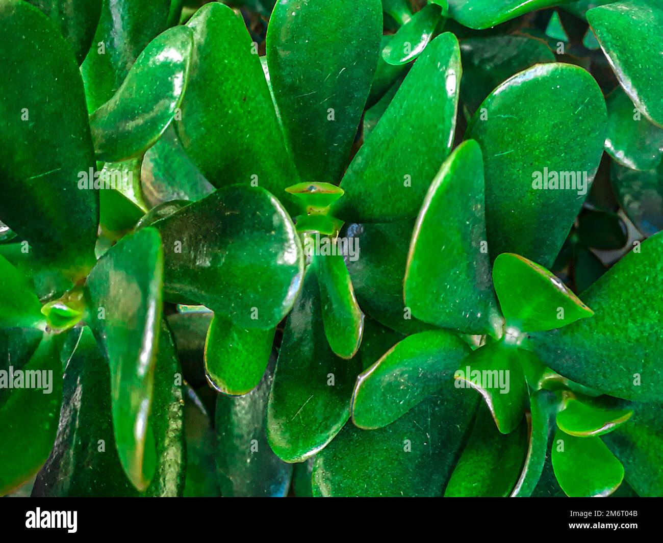 Jade plant top view closeup Stock Photo - Alamy