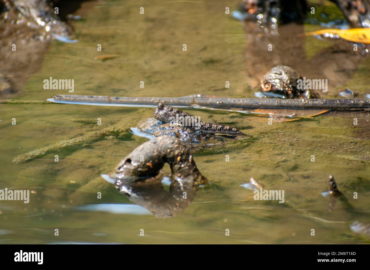 Common Mudskipper (Periophthalmus kalolo Stock Photo - Alamy