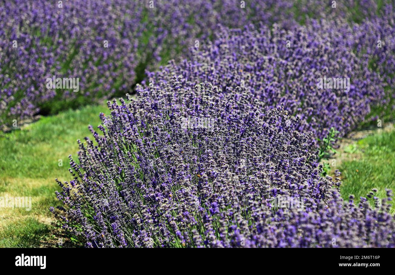 Lavender row hi-res stock photography and images - Alamy