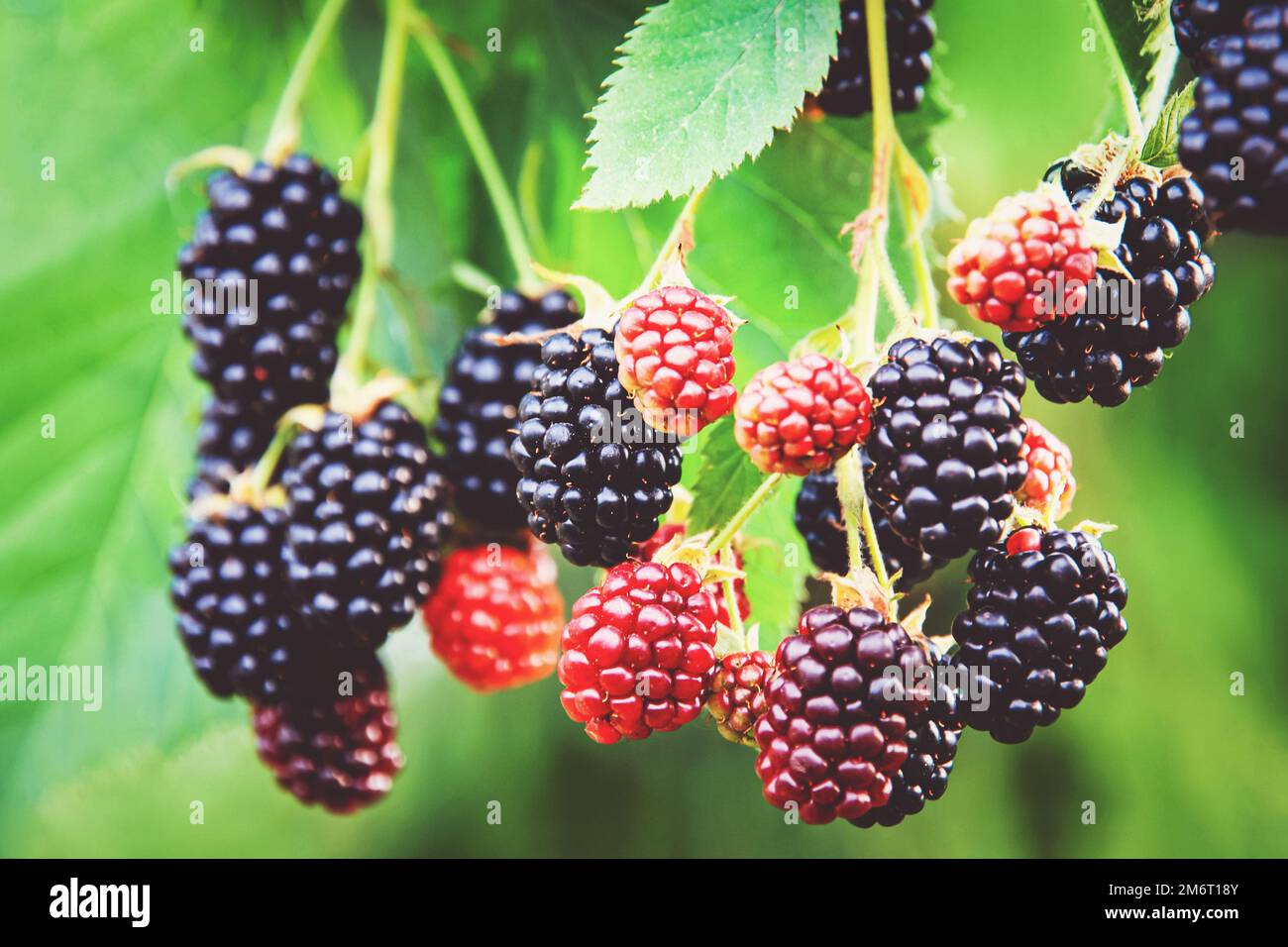 Blackberry plant in the garden, ripening blackberries on branch ...