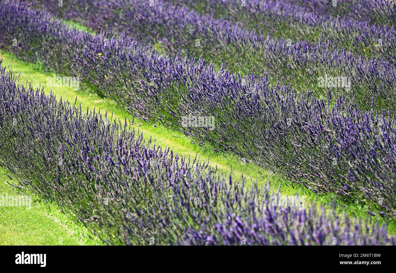 New zealand flower field hi-res stock photography and images - Alamy