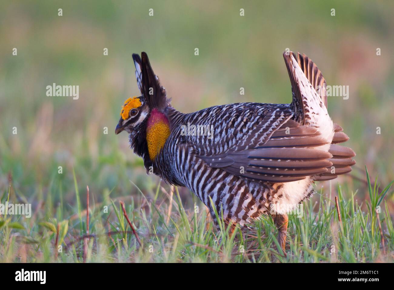 00842 04403 Greater Prairie Chicken Tympanuchus Cupido Male Booming Mating Display On Lek