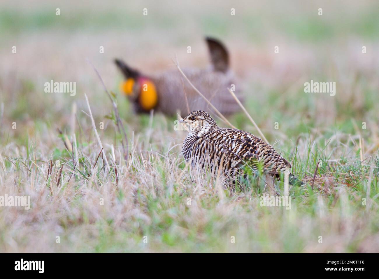 00842-04602 Greater Prairie-Chickens (Tympanuchus cupido) male ...