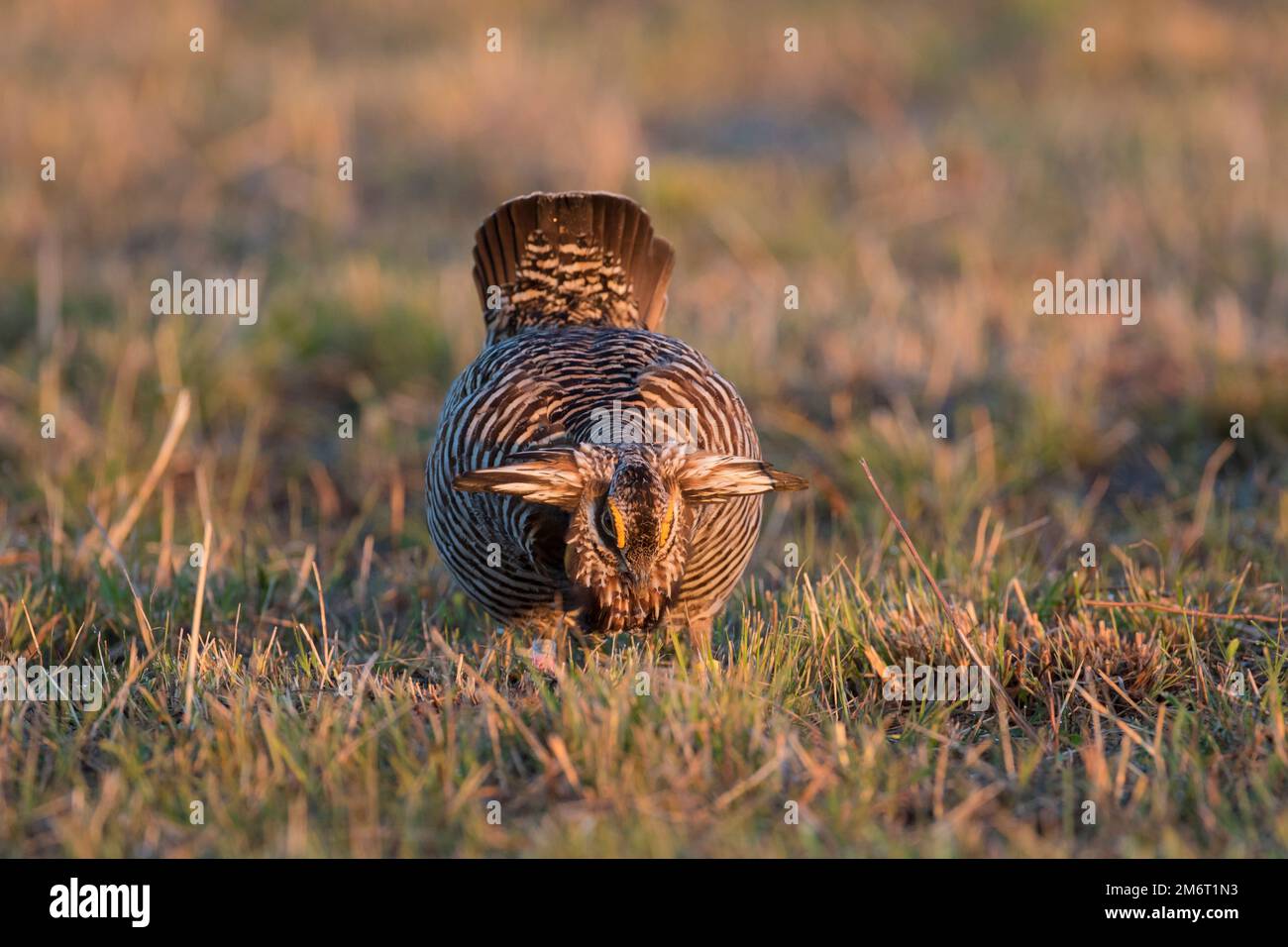 00842-05505 Greater Prairie-Chicken (Tympanuchus cupido) male ...