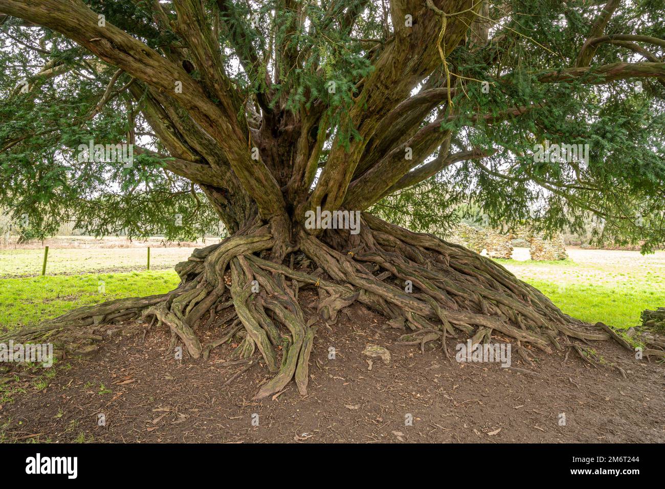 The Waverley Abbey yew, an ancient yew tree voted 2022 tree of the Year ...