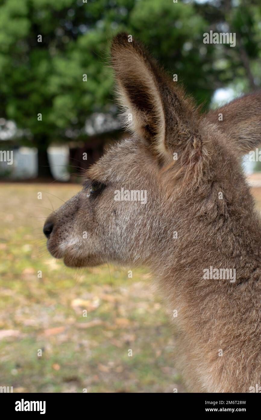 Small Kangaroo Joey from the back in sunny Australia Stock Photo - Alamy