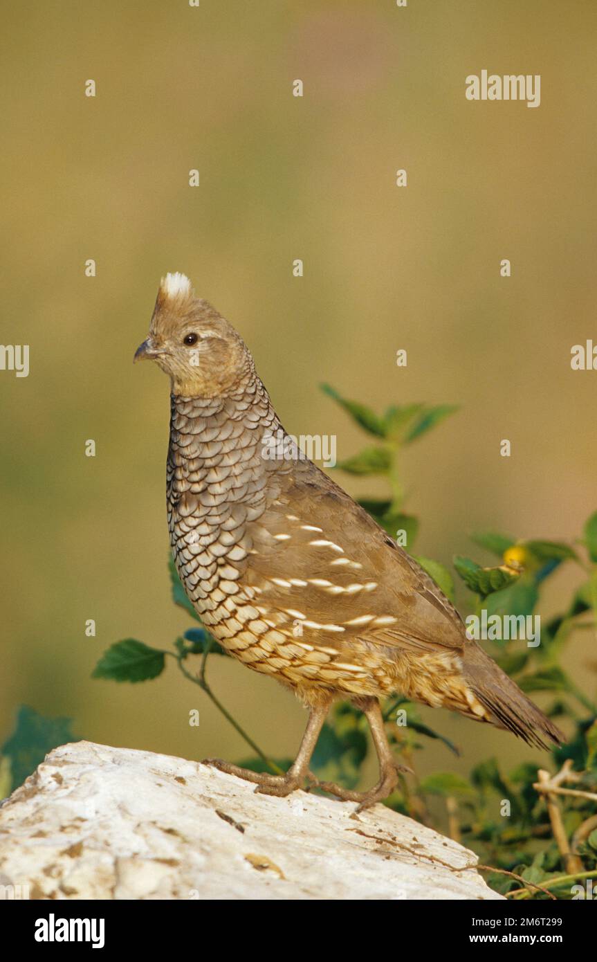 00848-00101 Scaled Quail (Callipepla squamata) Starr Co. TX Stock Photo ...