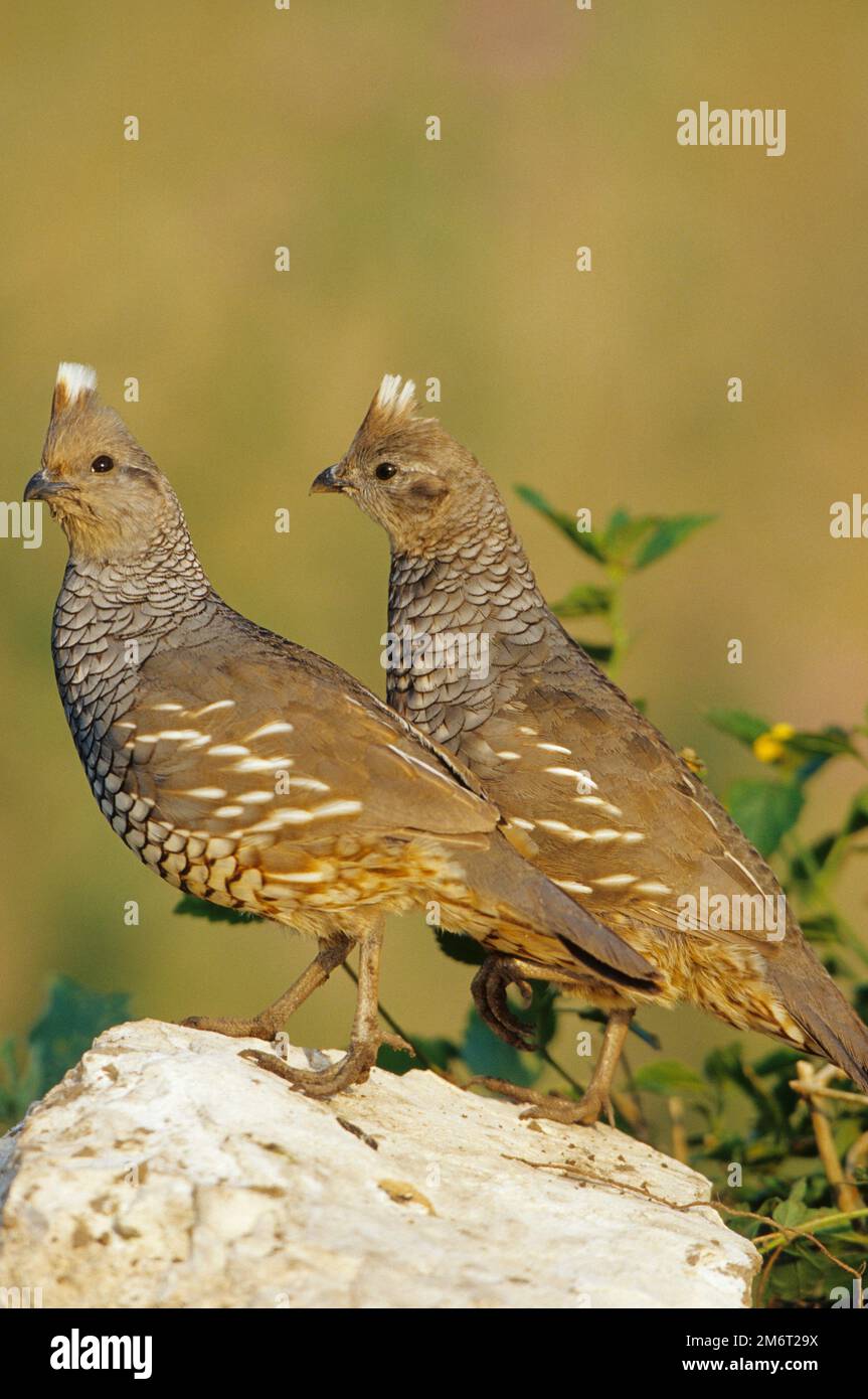 Laying quail hi-res stock photography and images - Alamy
