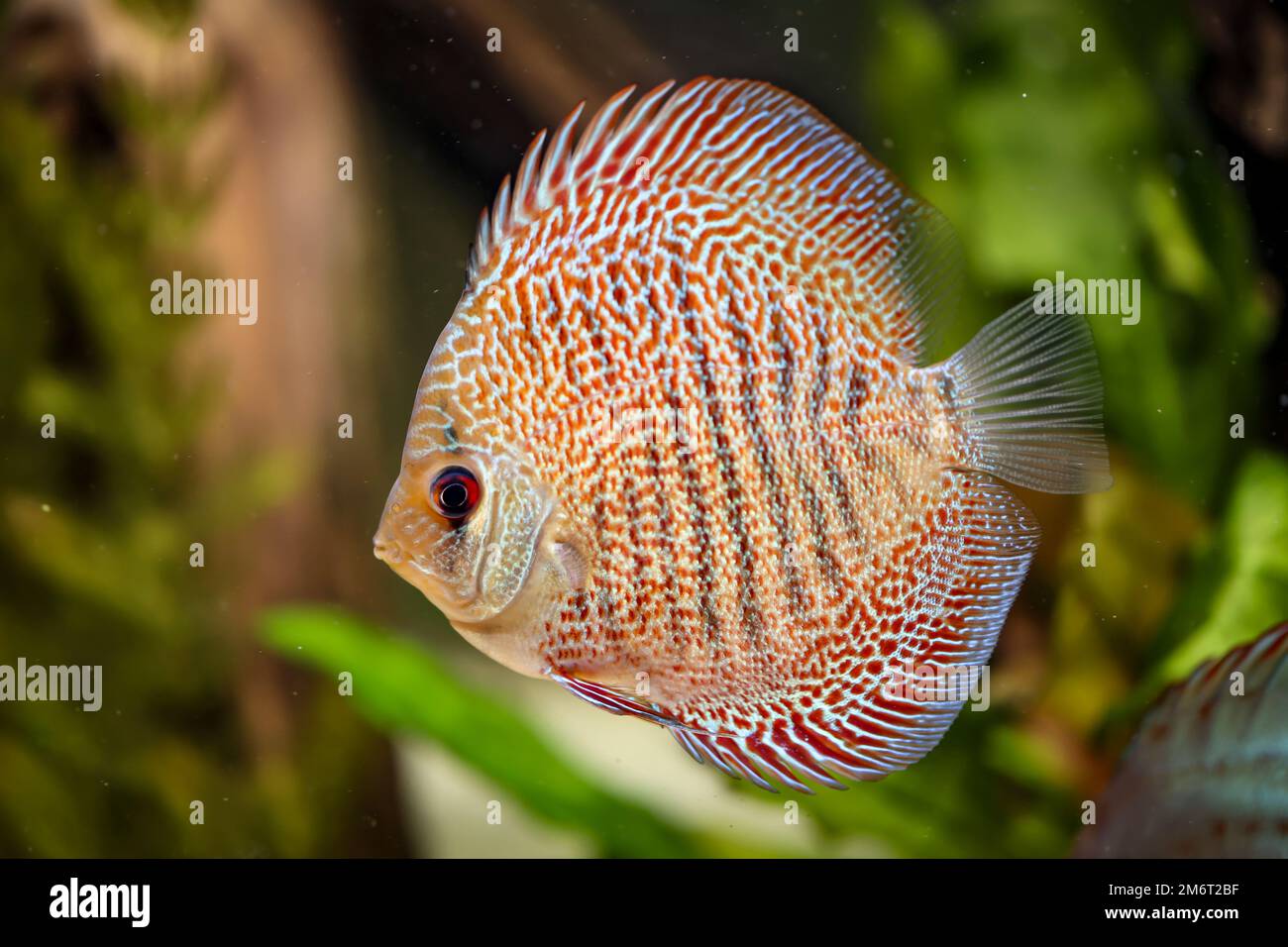 Portrait, close up of discus fish. Discus in aquarium Stock Photo - Alamy
