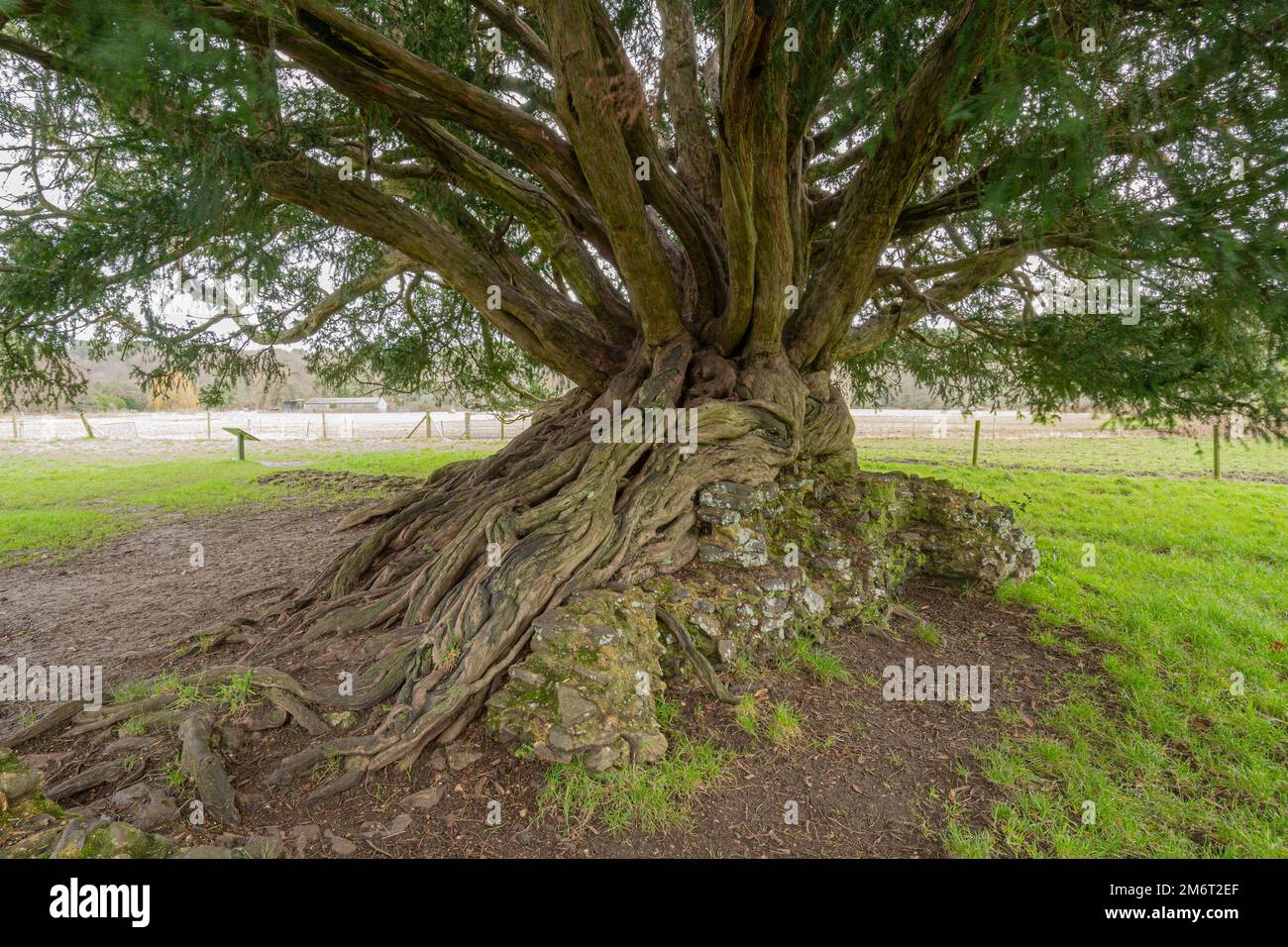 The Waverley Abbey yew, an ancient yew tree voted 2022 tree of the Year ...