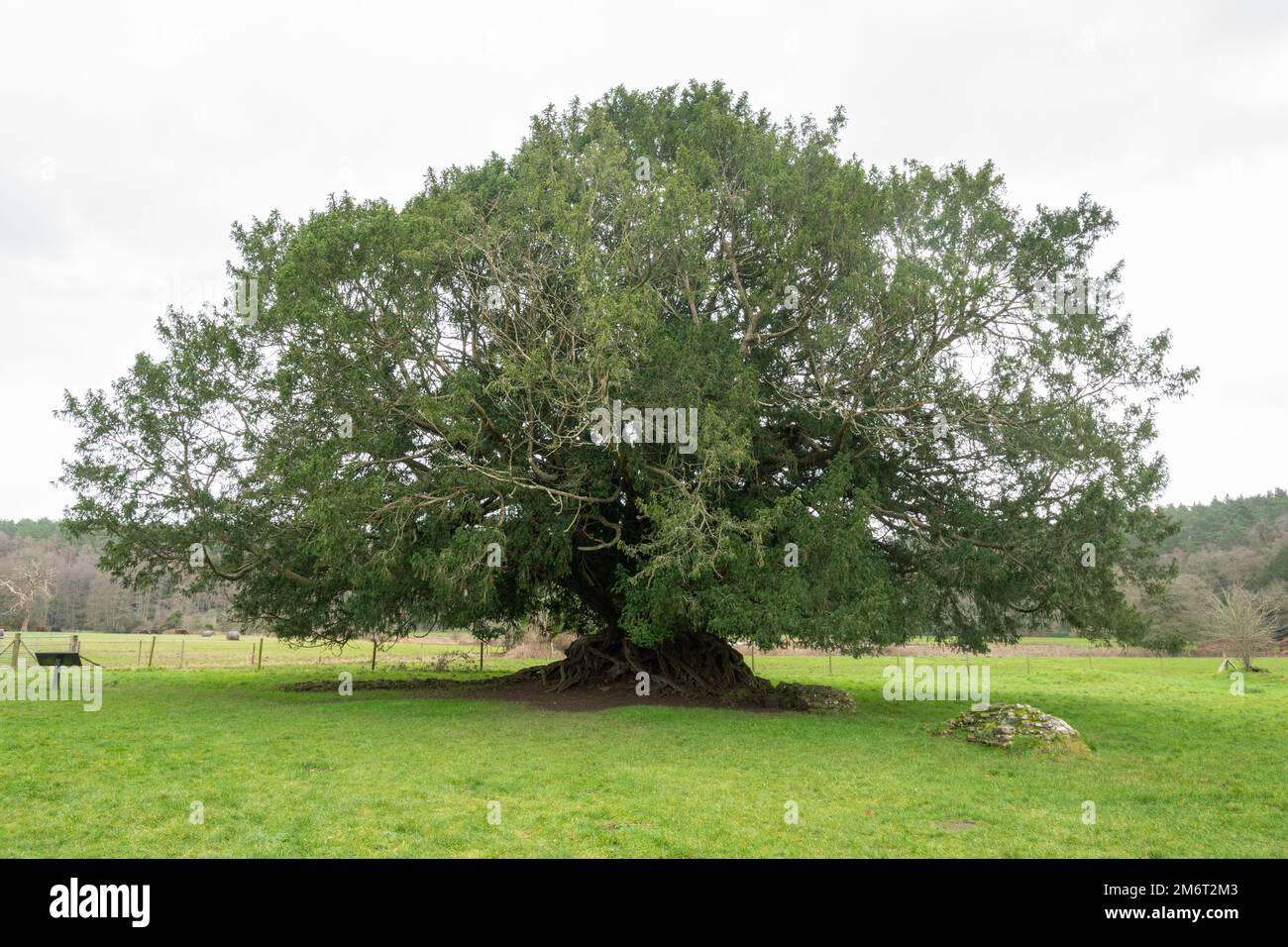 The Waverley Abbey yew, an ancient yew tree voted 2022 tree of the Year ...