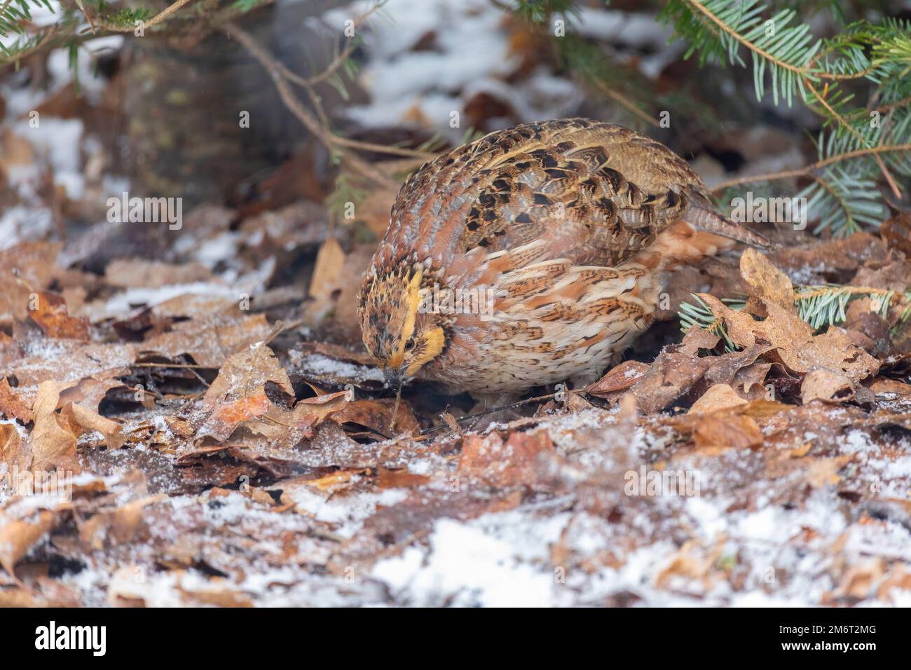 00849-01803 Northern Bobwhite (Colinus virginianus) female feeding in ...