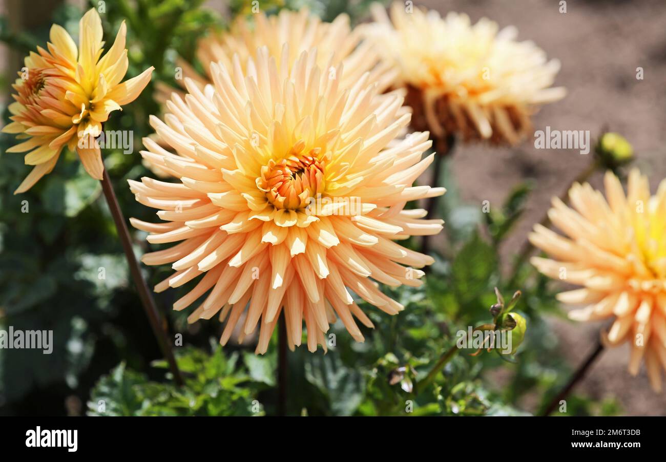 Big Dahlia flower Stock Photo - Alamy
