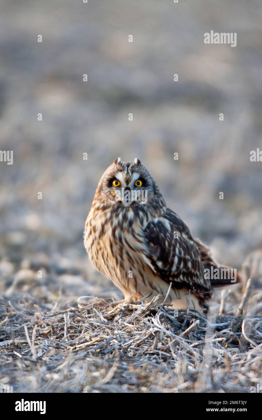 01113-01208 Short-eared Owl (Asio flammeus) on ground near Prairie ...