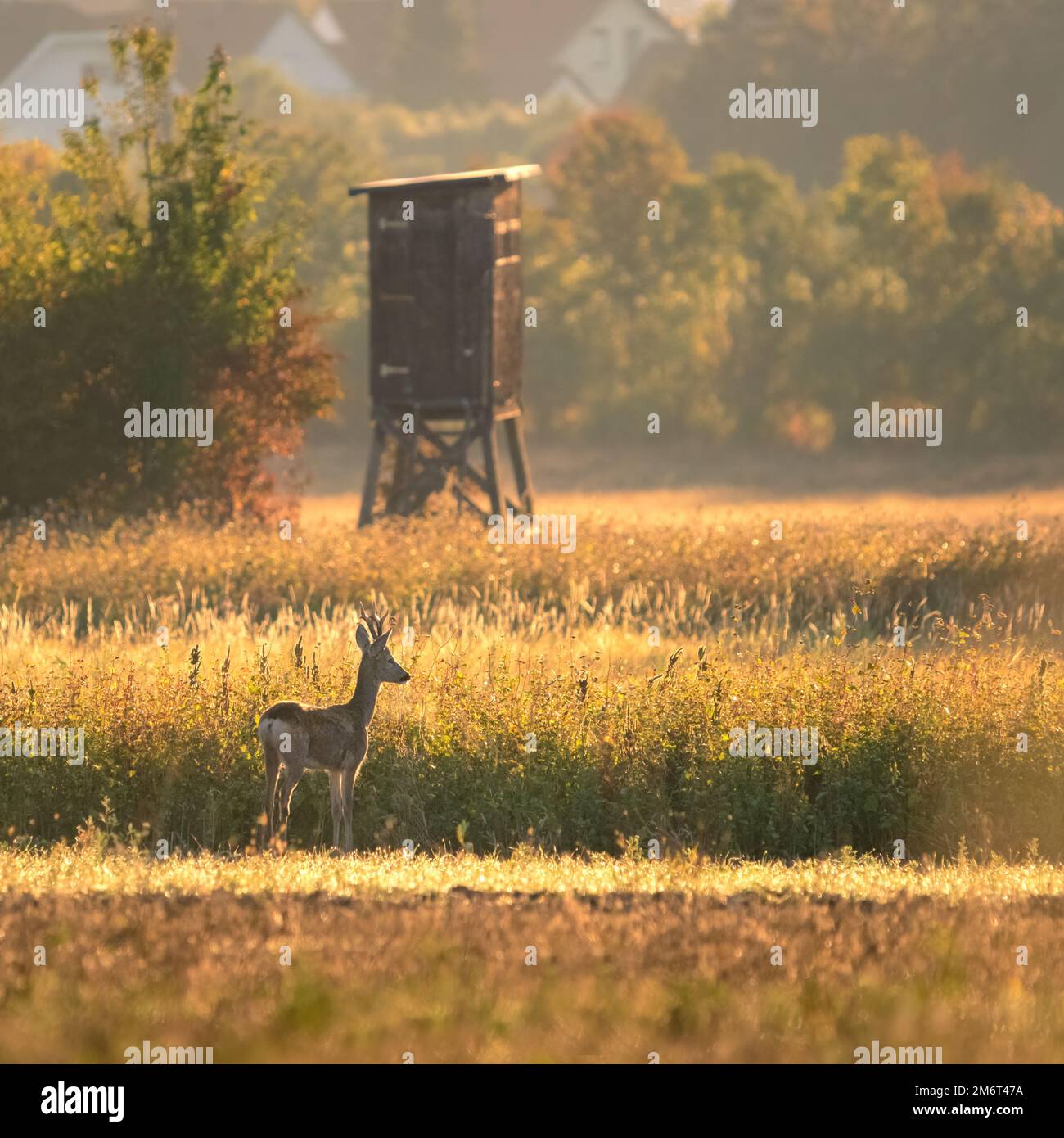 Peaceful environment hi-res stock photography and images - Alamy