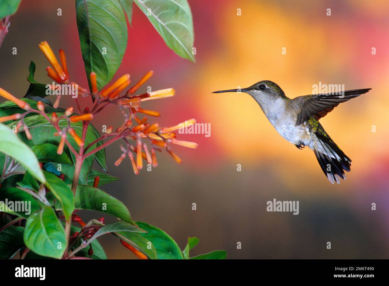 01162-108.15 Ruby-throated Hummingbird (Archilochus colubris) on ...
