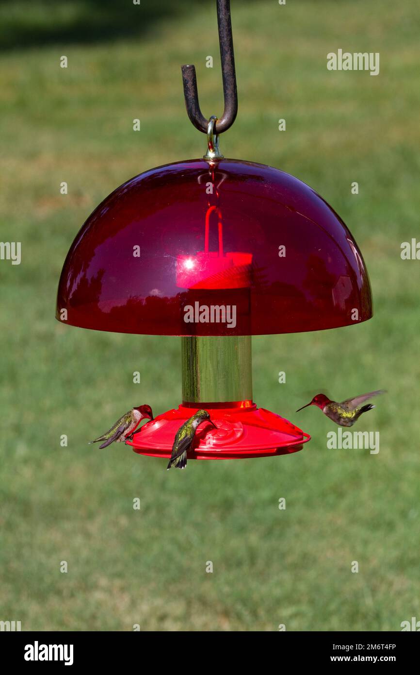 01162-12906 Ruby-throated Hummingbirds (Archilochus colubris) at Dr. JB ...