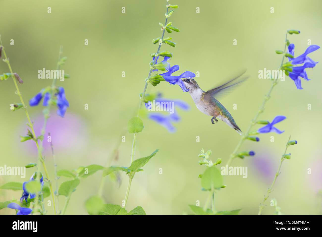 01162-13416 Ruby-throated Hummingbird (Archilochus colubris) at Salvia ...