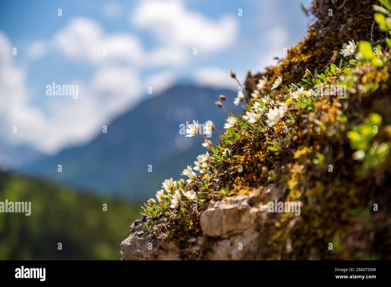Wild alpine flowers on natural stone wall with blurred mountain peak ...
