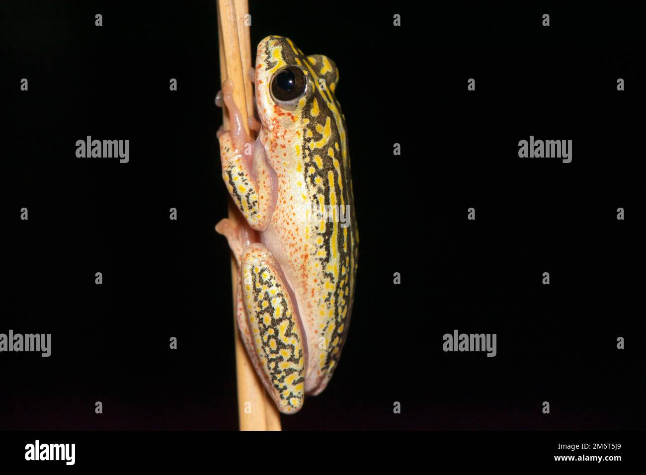 Reed frogs hi-res stock photography and images - Alamy